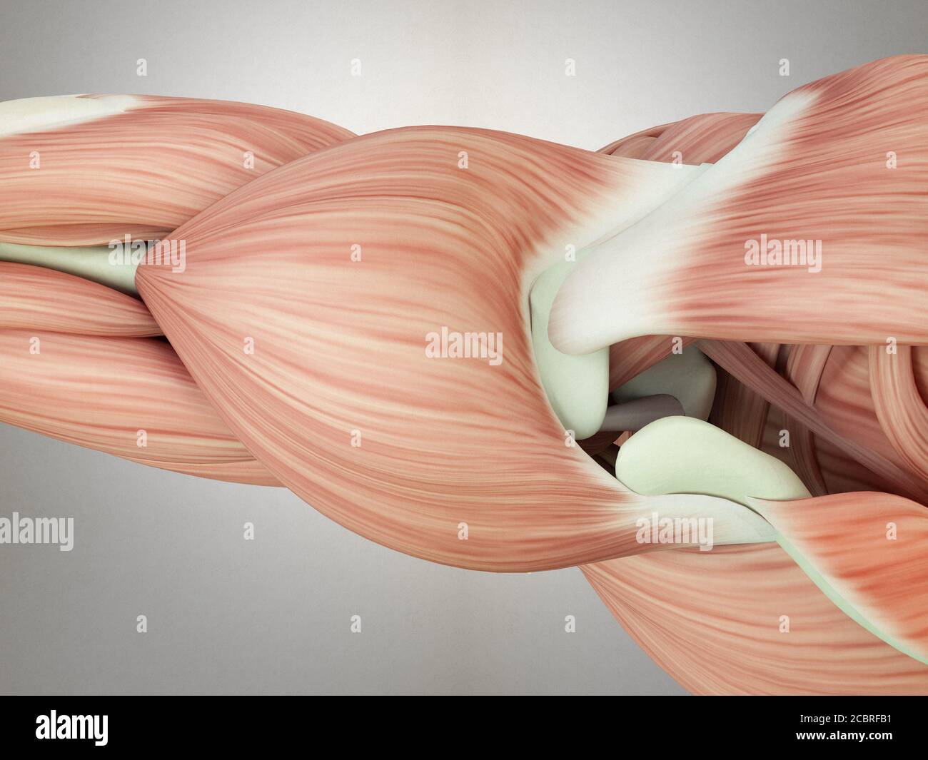 Menschliche Anatomie. Schultermuskeln, Deltoid, 3d-Illustration ...