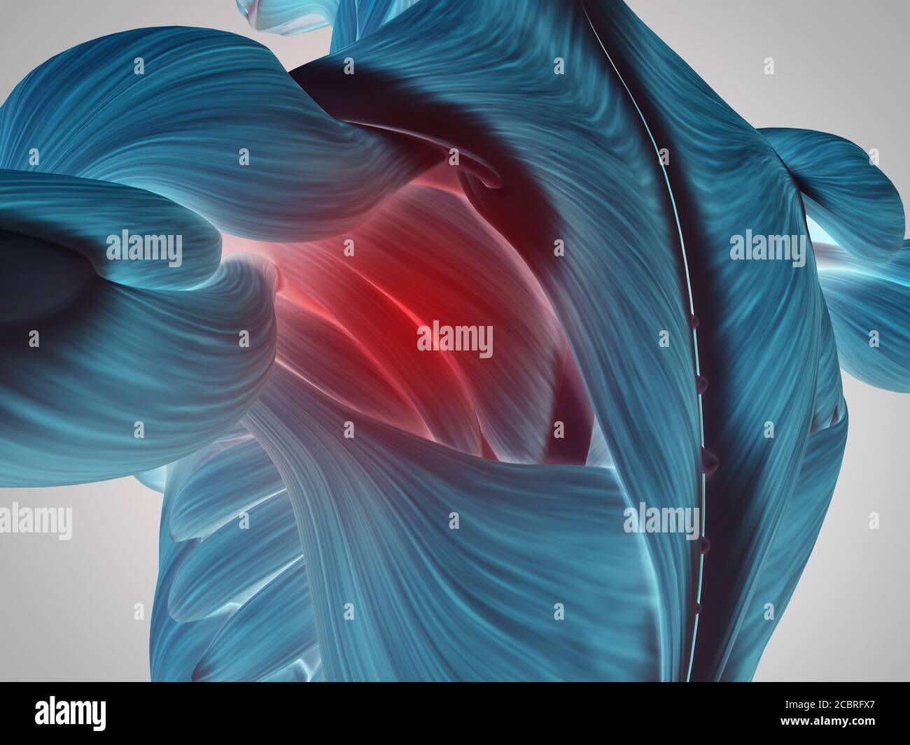 Menschliche Anatomie. Oberkörper Rücken, Schulter, Muskeln. 3d ...