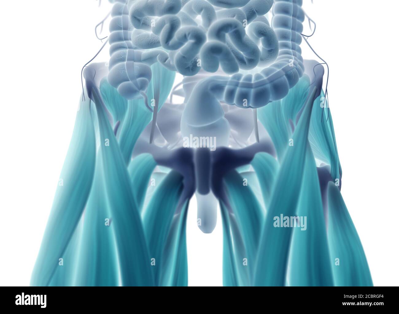 Anatomía ilustración pelvis -Fotos und -Bildmaterial in hoher Auflösung ...
