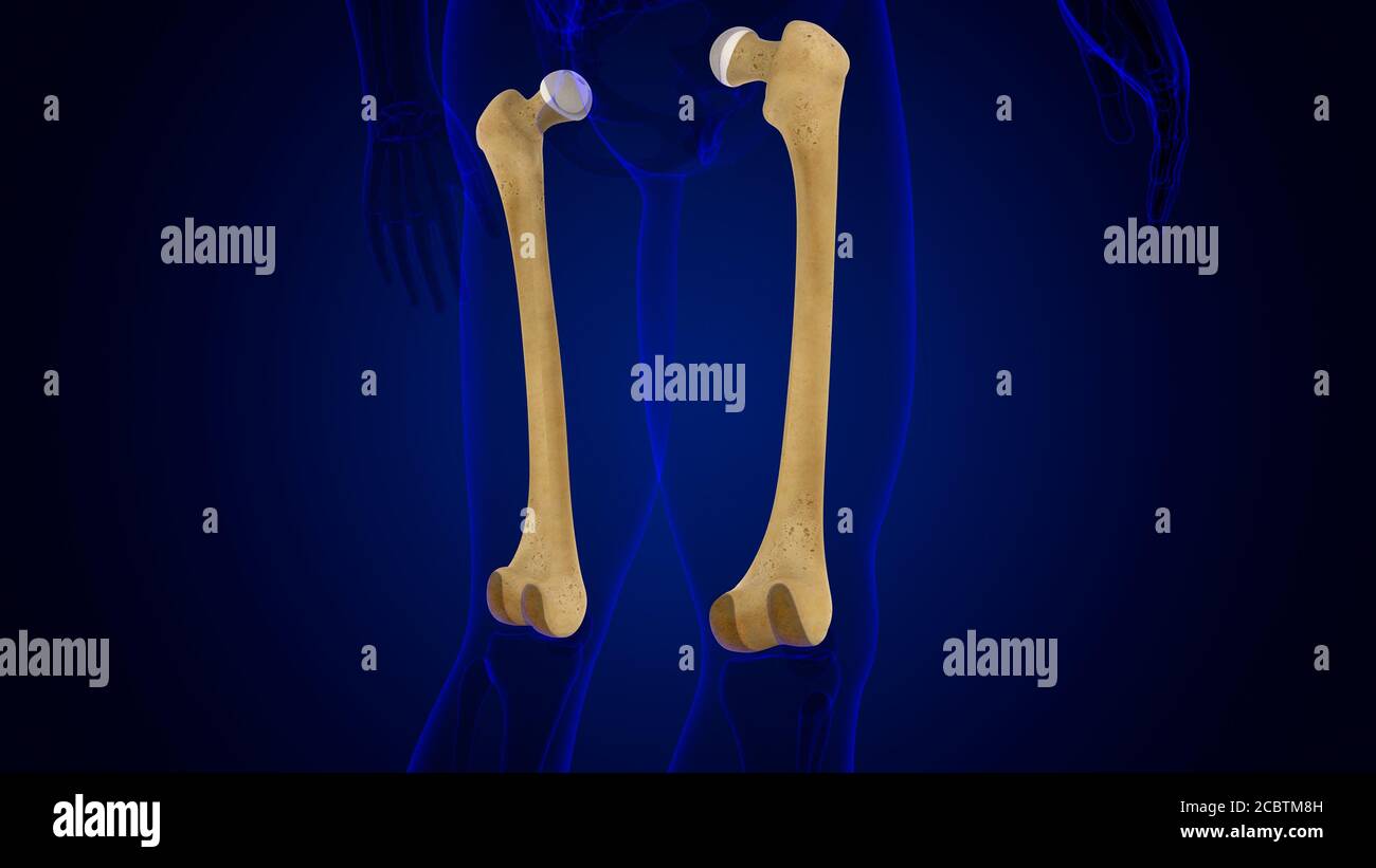 Menschliche Skelett Anatomie Femur Knochen 3D Rendering für ...