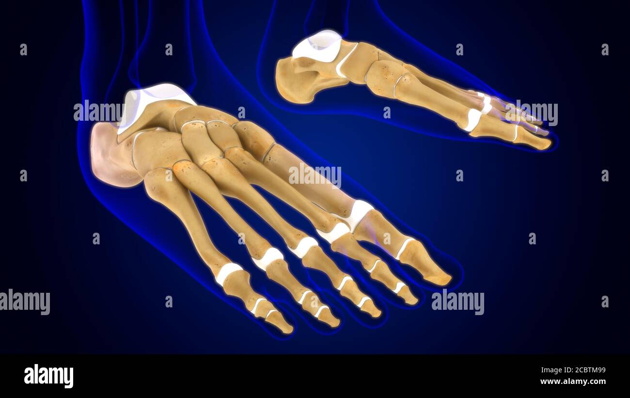 Menschliche Skelett Fußknochen Anatomie für medizinisches Konzept 3D ...