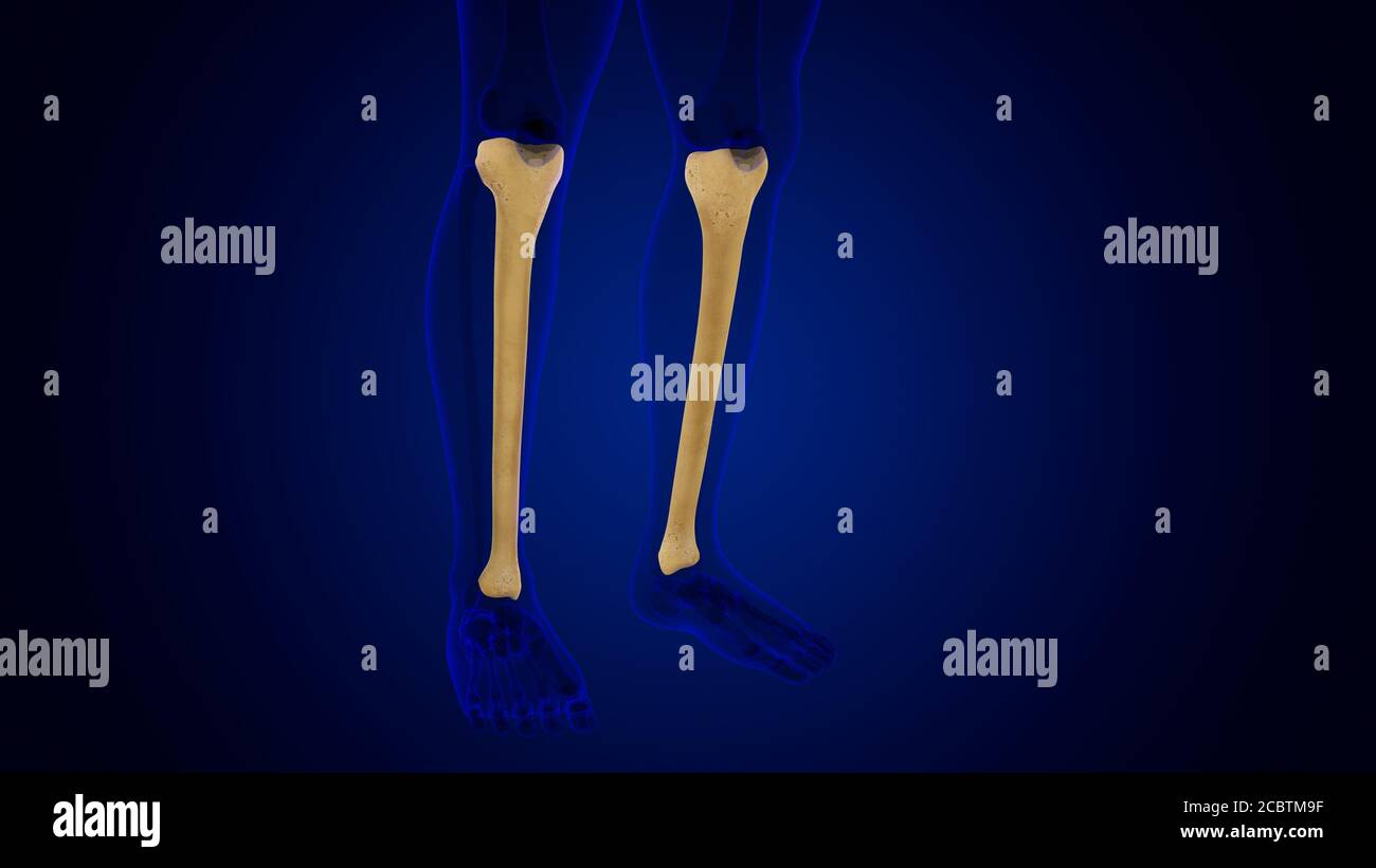 Menschliche Skelett Anatomie Tibia Knochen 3D Rendering für ...