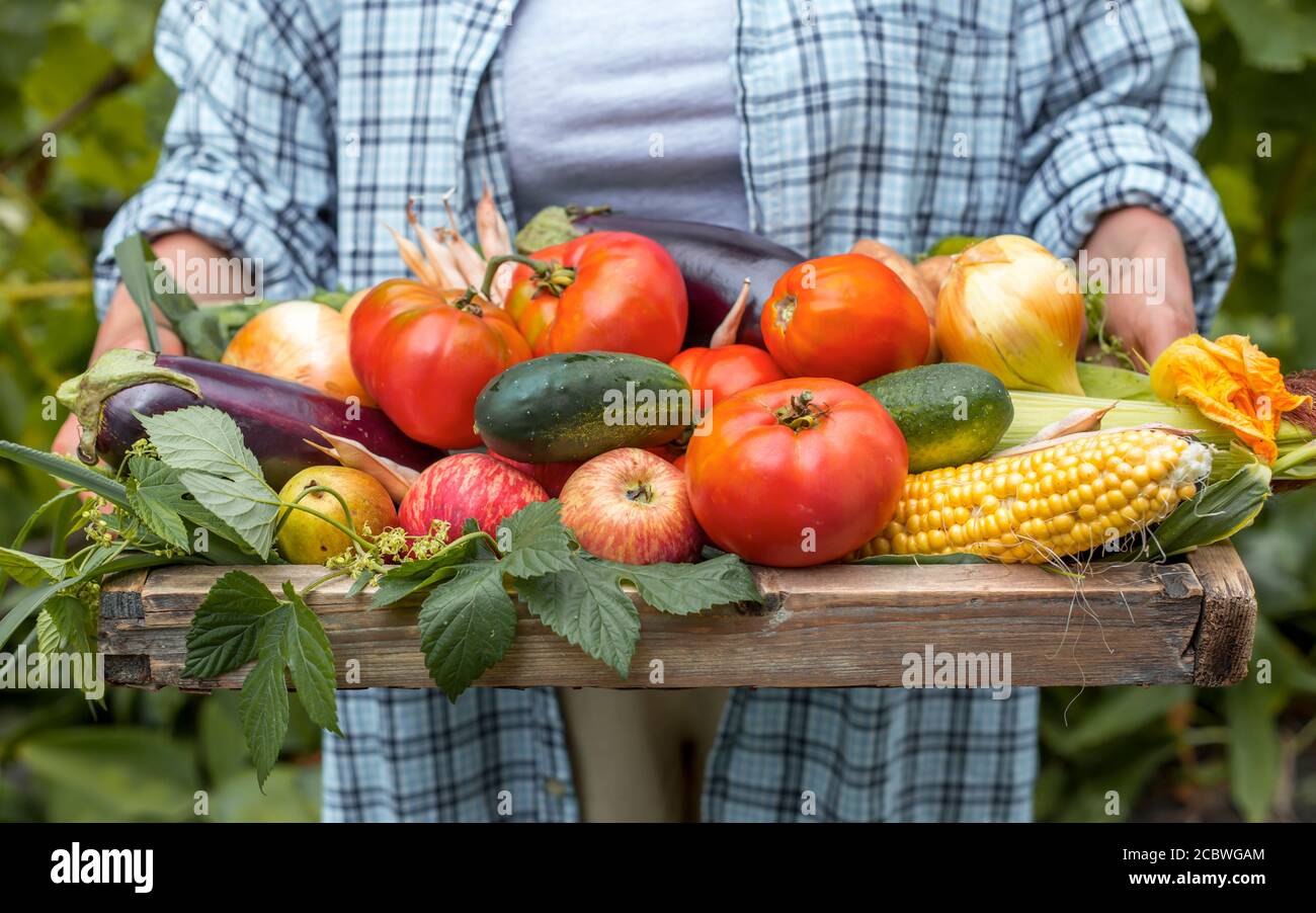 Bio frisches Gemüse in einer Holzkiste in den Händen eines Bauern ...