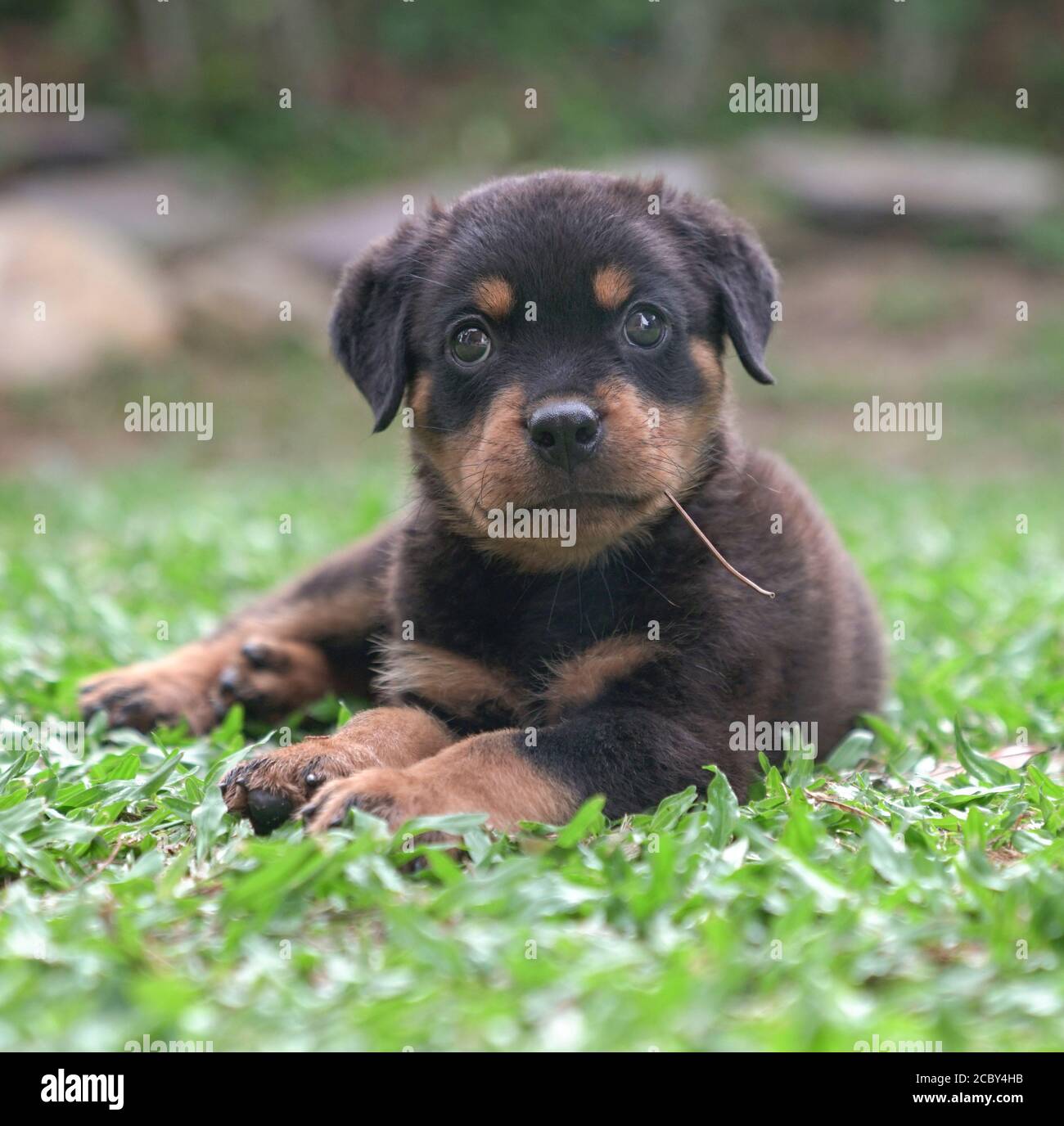 Friendly rottweiler -Fotos und -Bildmaterial in hoher Auflösung – Alamy