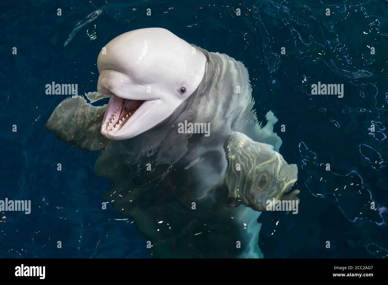 Weißer wal -Fotos und -Bildmaterial in hoher Auflösung – Alamy