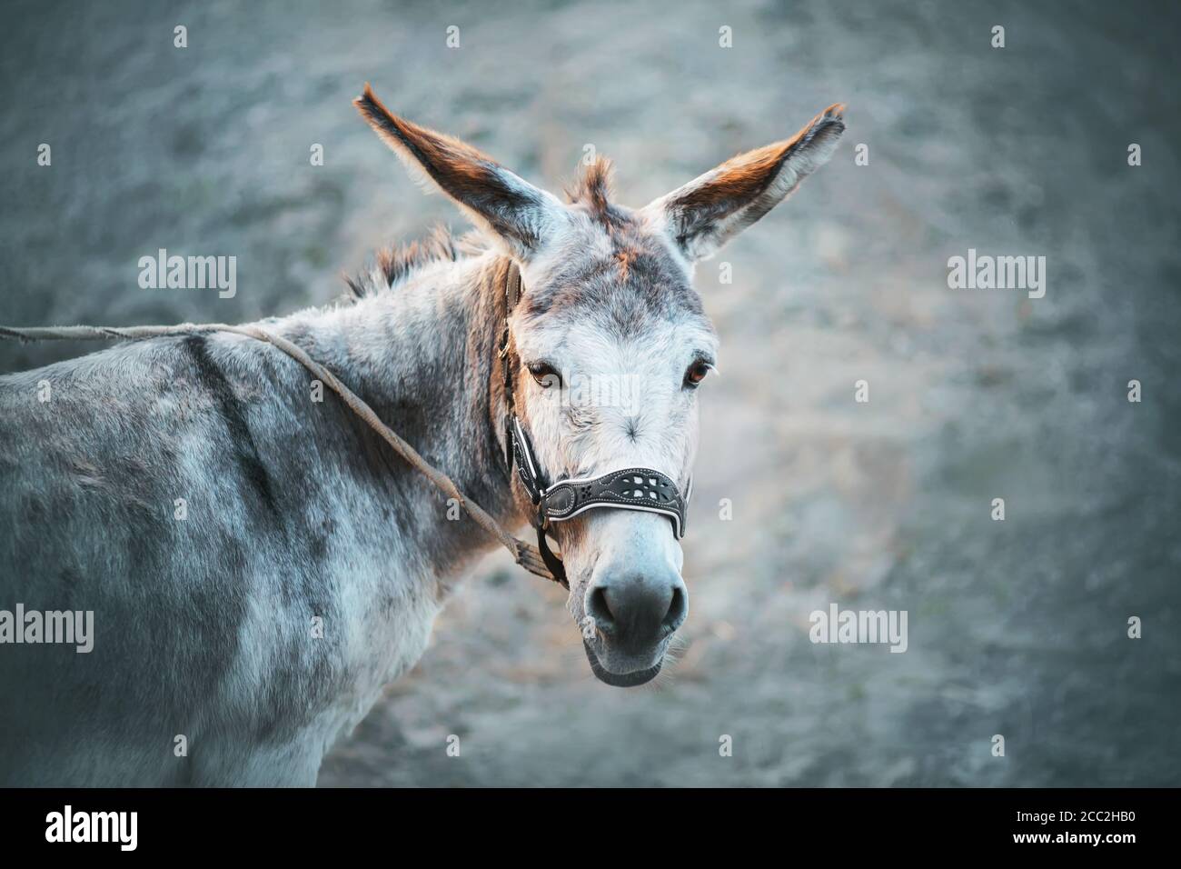 Esel mit langen ohren -Fotos und -Bildmaterial in hoher Auflösung – Alamy