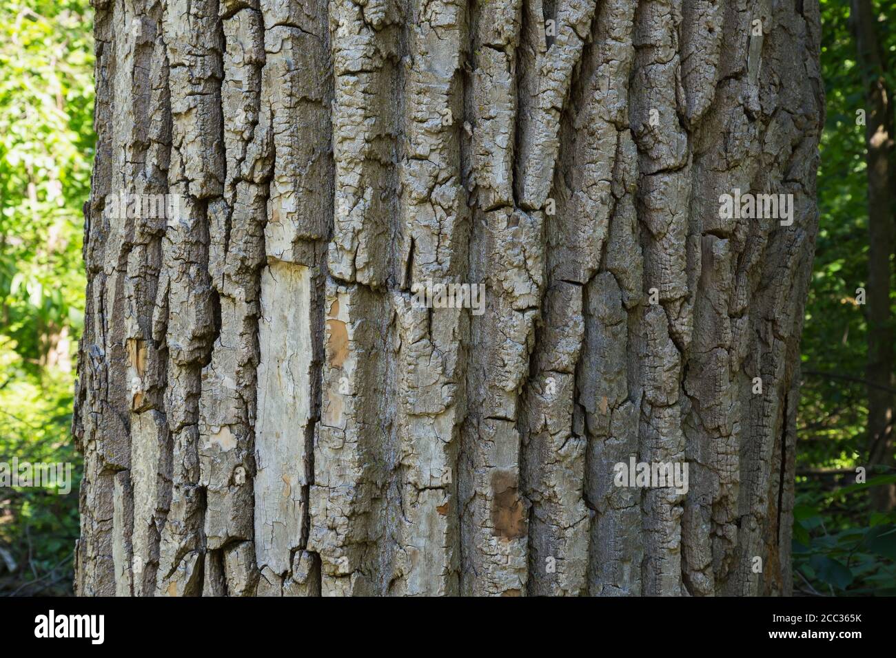 Pappel Baum Detail Stockfotos und -bilder Kaufen - Alamy
