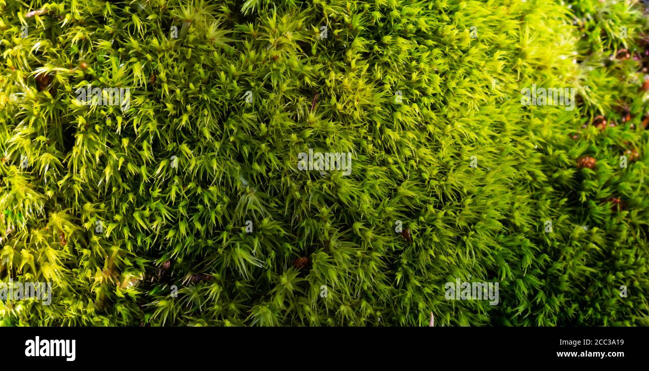 Moos Hintergrund Stockfotos und -bilder Kaufen - Alamy