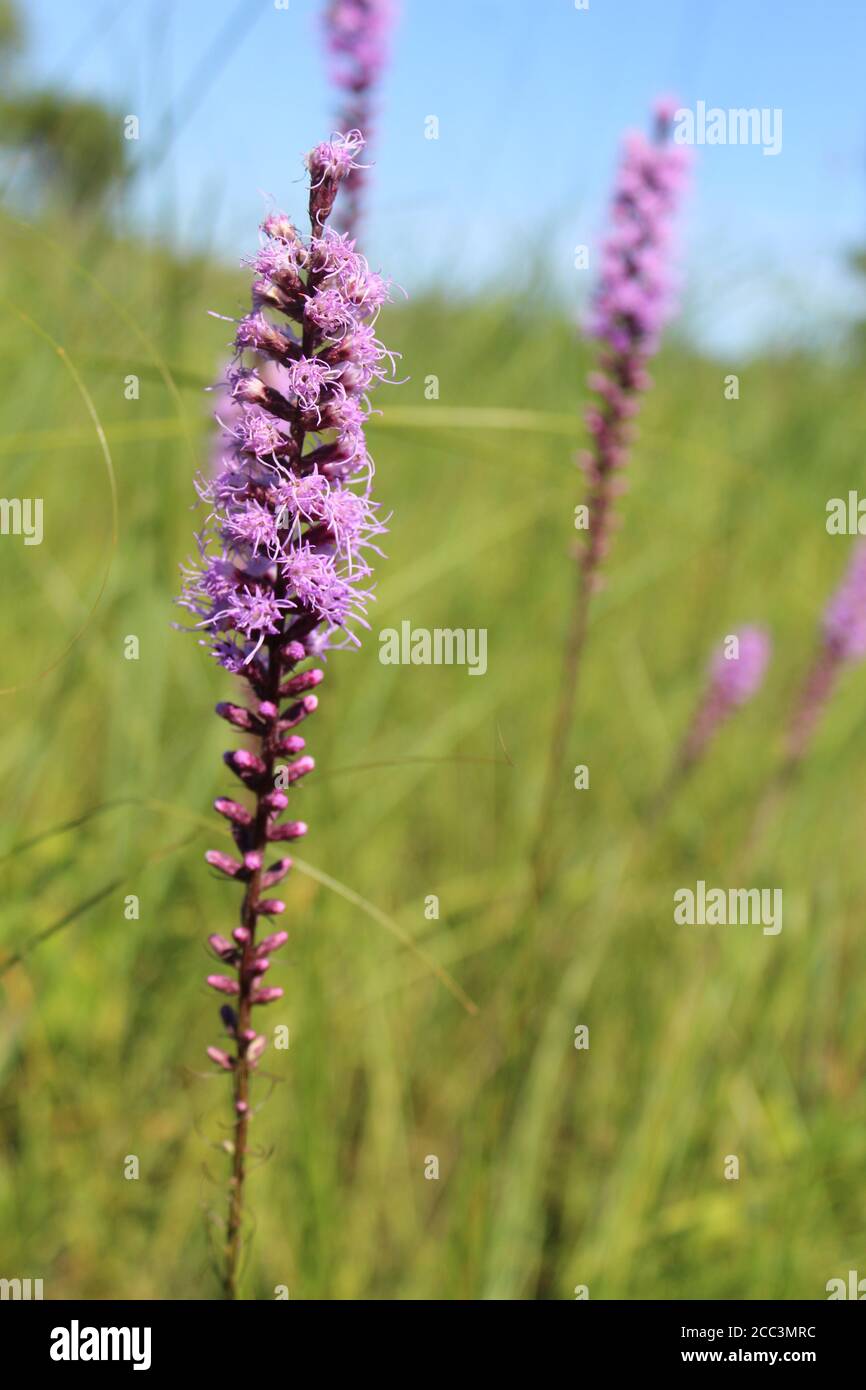 Sumpf blazingstar -Fotos und -Bildmaterial in hoher Auflösung – Alamy