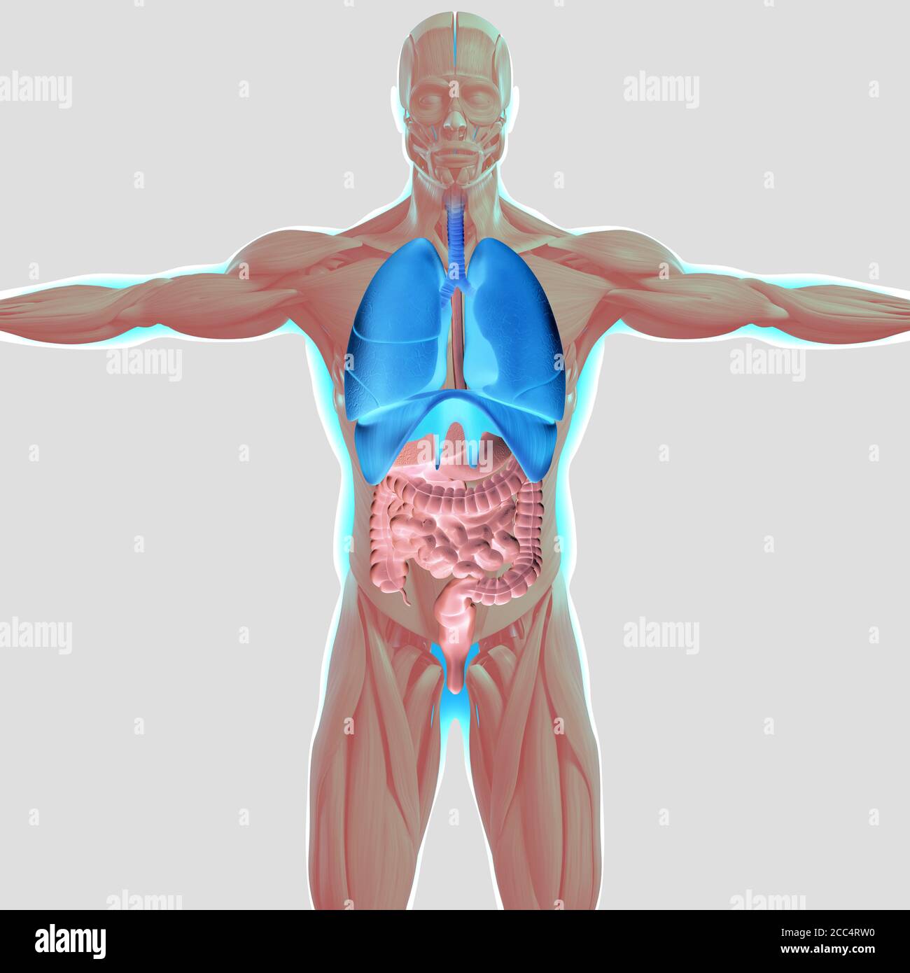 Menschliche Anatomie Illustration der Lunge im Körper Stockfotografie ...