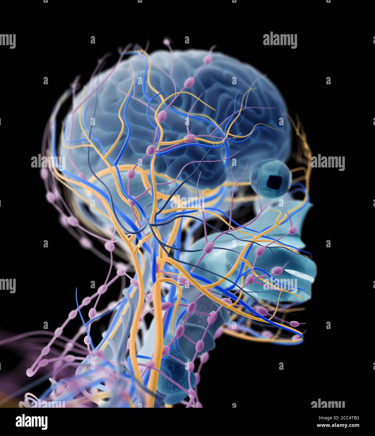 Anatomie Illustration von Kopf, Gehirn, Arterien, Nerven, Lymphknoten ...