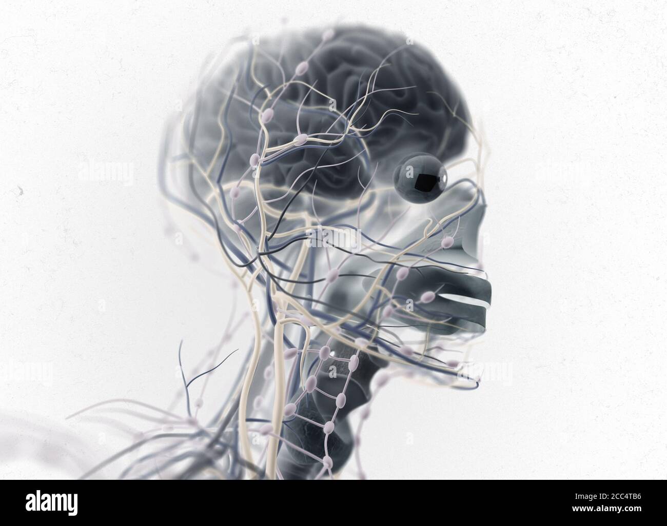 Anatomie Illustration von Kopf, Gehirn, Arterien, Nerven, Lymphknoten ...