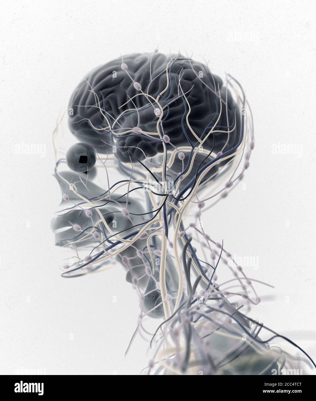 Anatomie Illustration von Kopf, Gehirn, Arterien, Nerven, Lymphknoten ...
