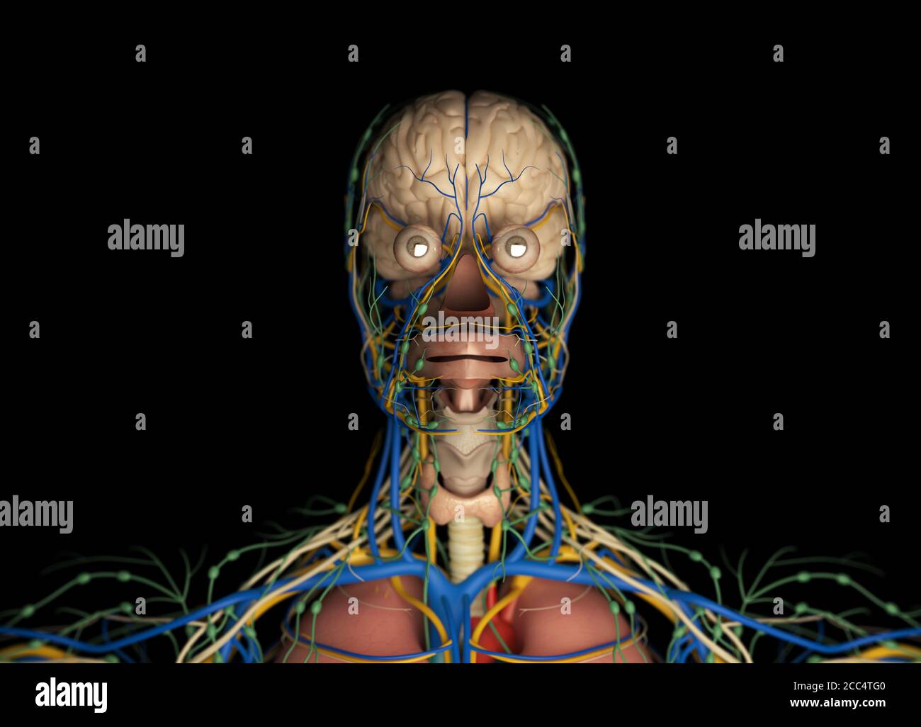 Anatomie Illustration von Kopf, Gehirn, Arterien, Nerven, Lymphknoten ...