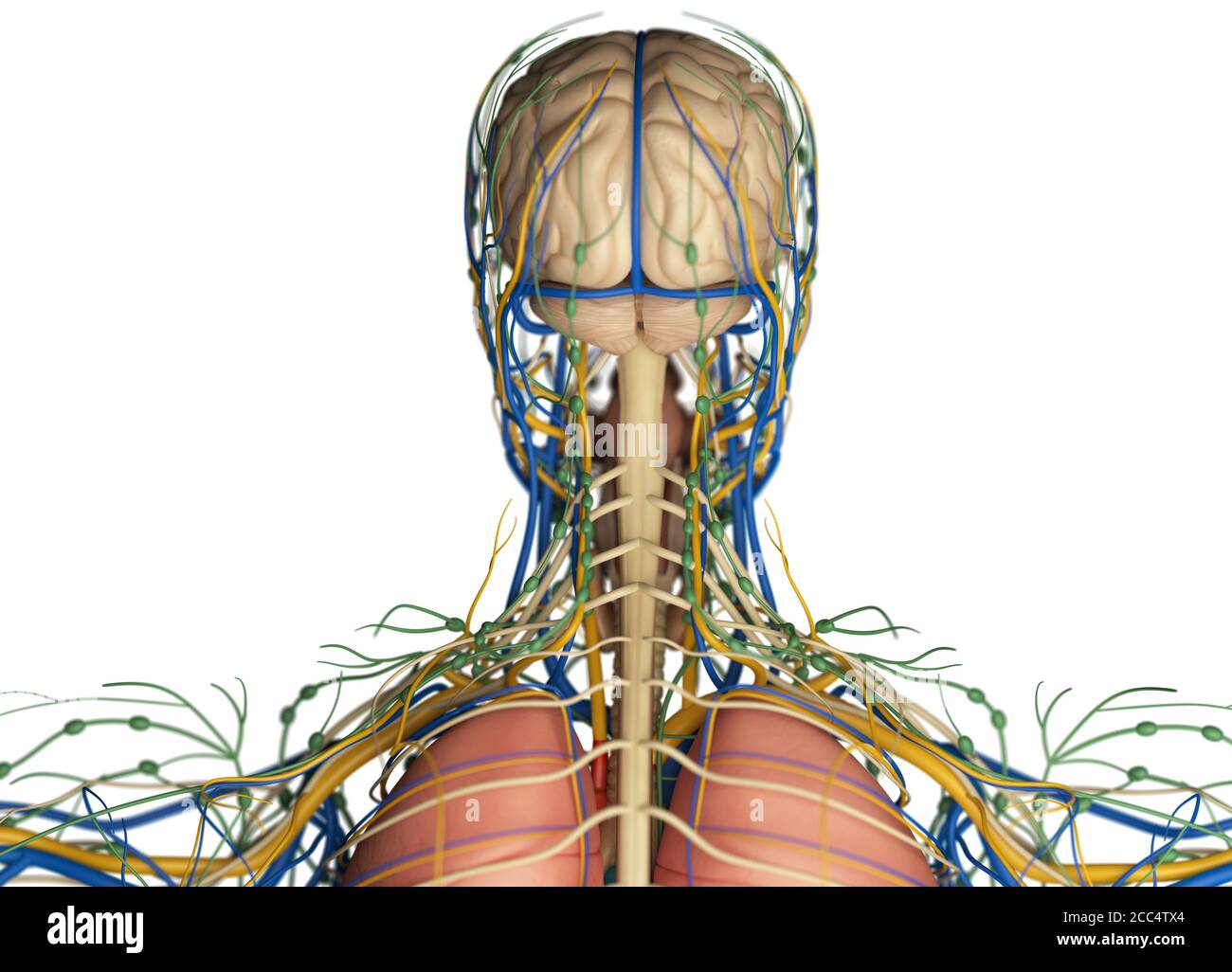 Anatomie Illustration von Kopf, Gehirn, Arterien, Nerven, Lymphknoten ...