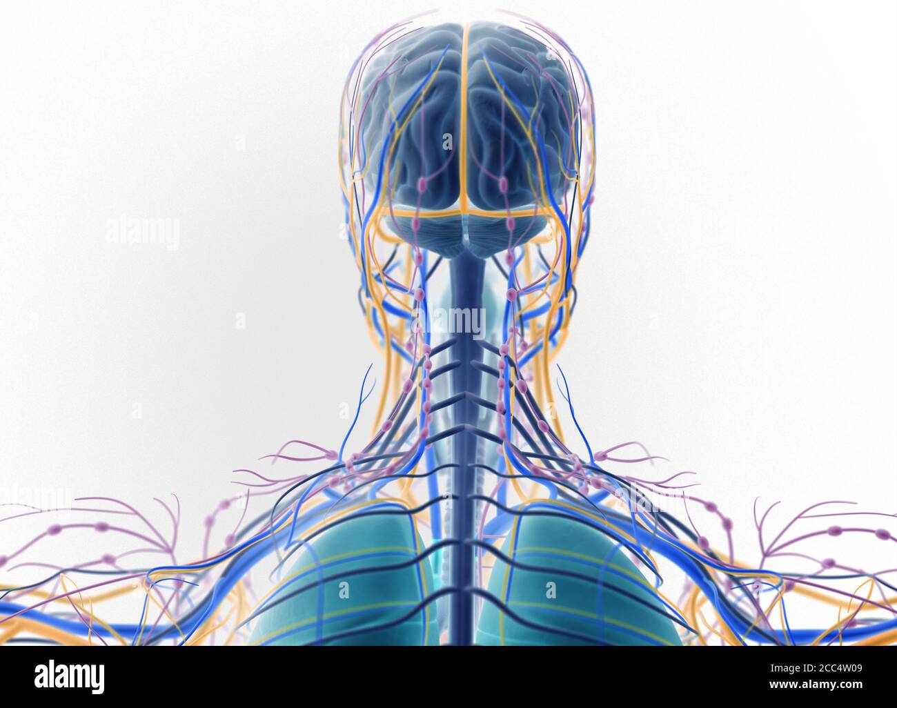 Anatomie Illustration von Kopf, Gehirn, Arterien, Nerven, Lymphknoten ...