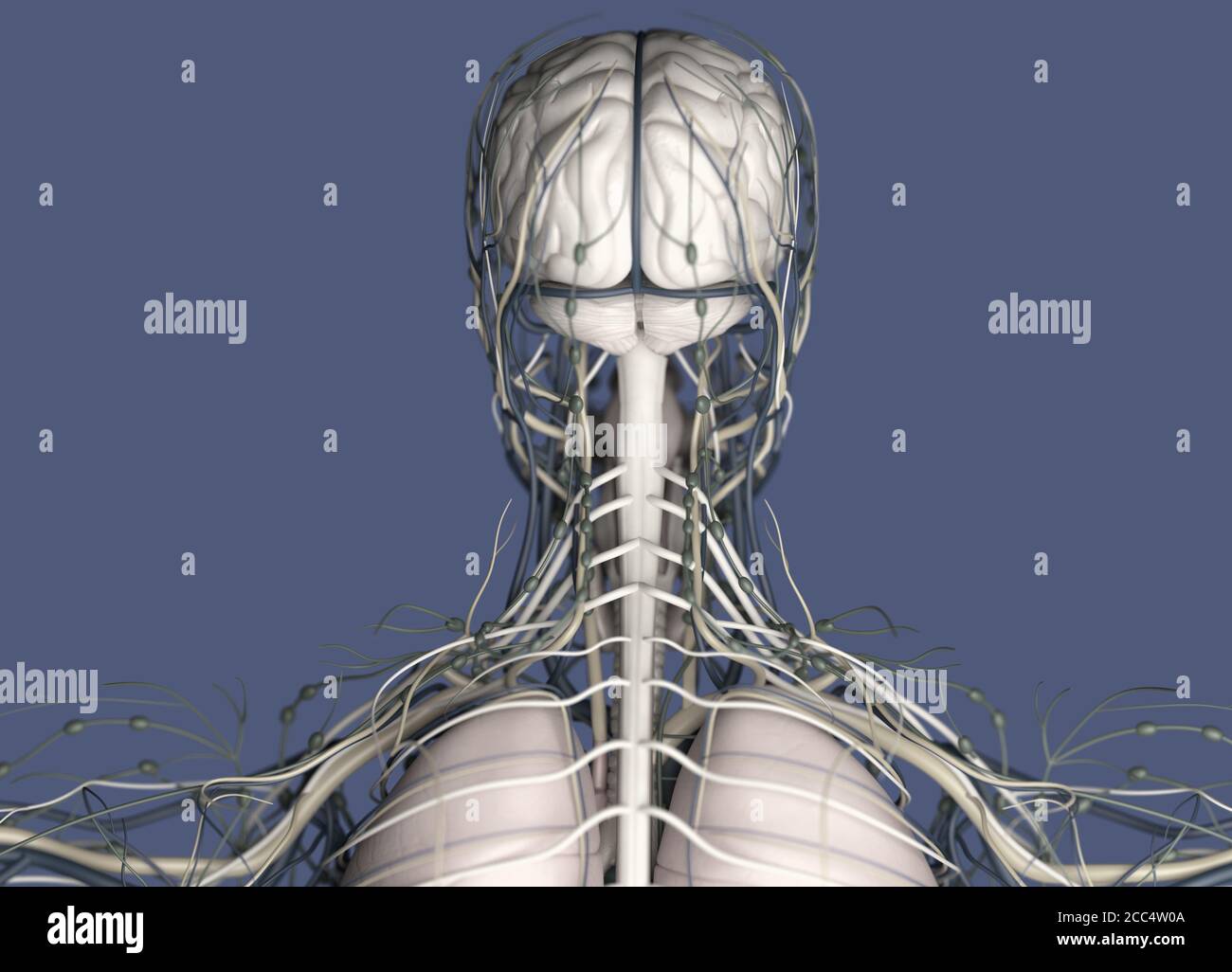 Anatomie Illustration von Kopf, Gehirn, Arterien, Nerven, Lymphknoten ...