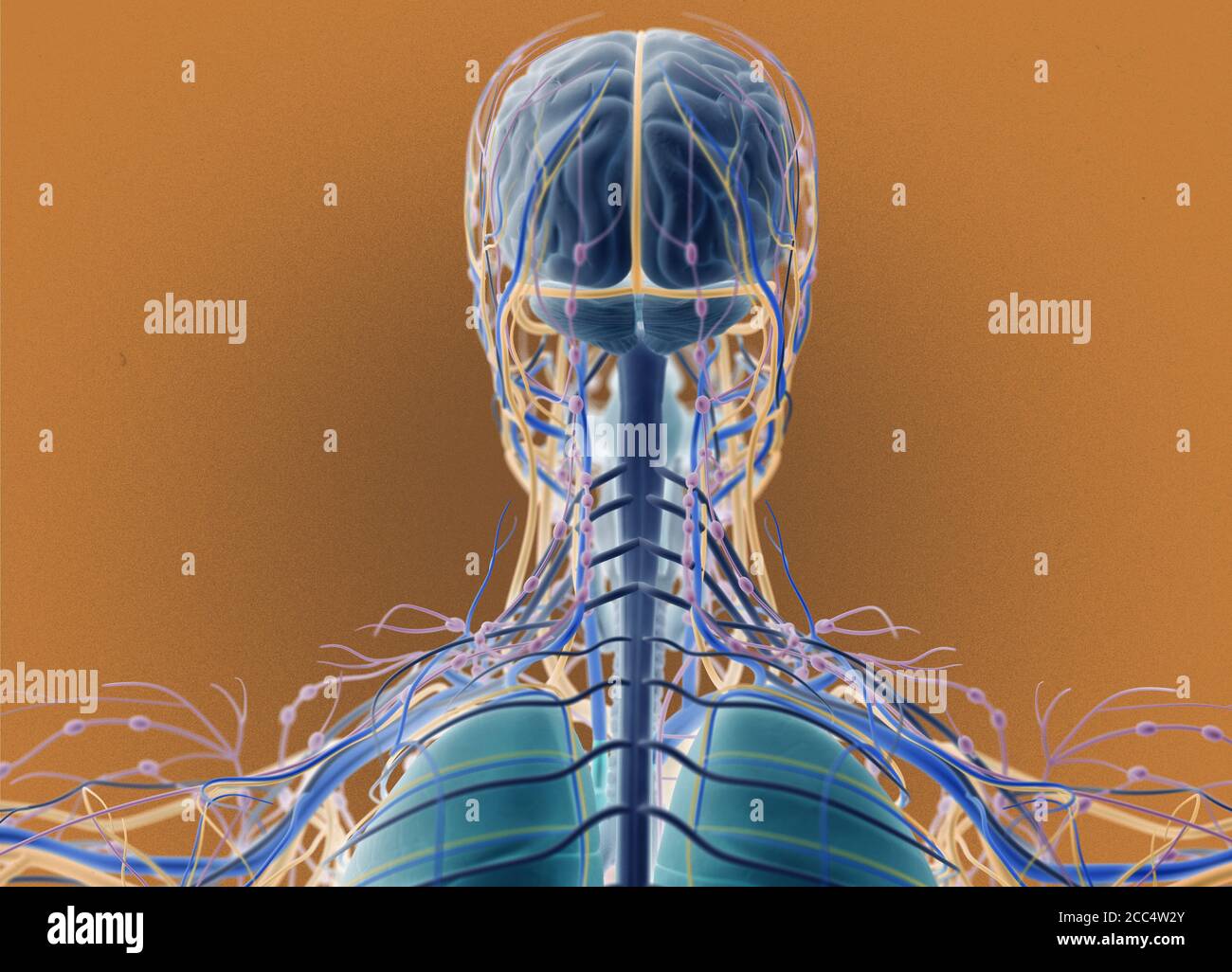 Anatomie Illustration von Kopf, Gehirn, Arterien, Nerven, Lymphknoten ...