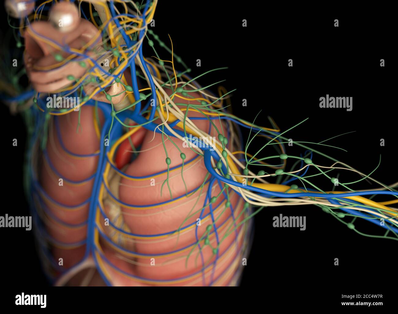 Anatomie Illustration von Kopf, Gehirn, Arterien, Nerven, Lymphknoten ...
