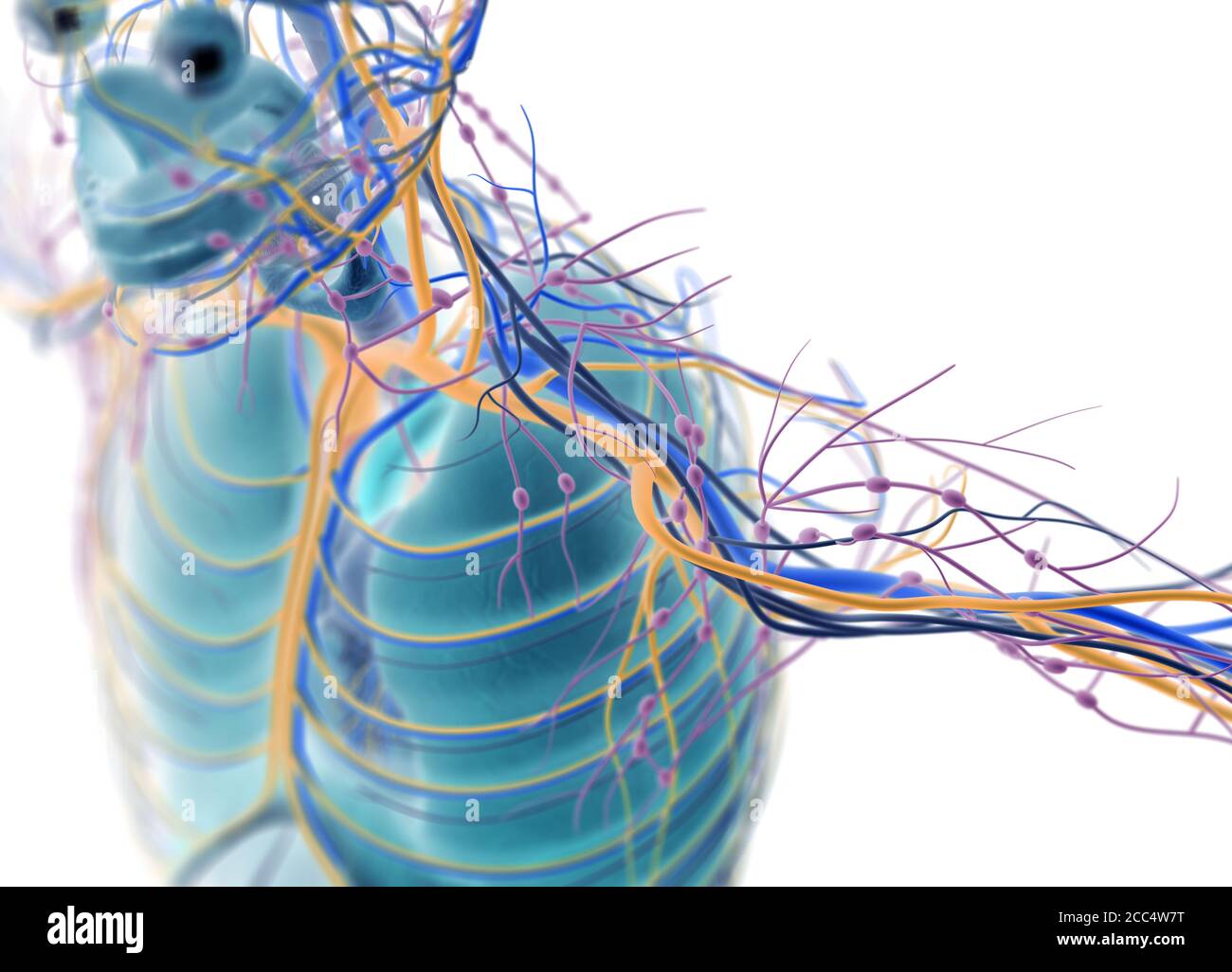 Anatomie Illustration von Kopf, Gehirn, Arterien, Nerven, Lymphknoten ...