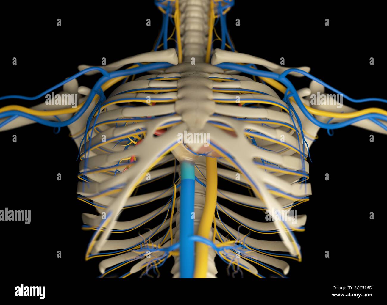 Anatomie Illustration des menschlichen Rumpf, Brustkorb, Skelettsystem ...