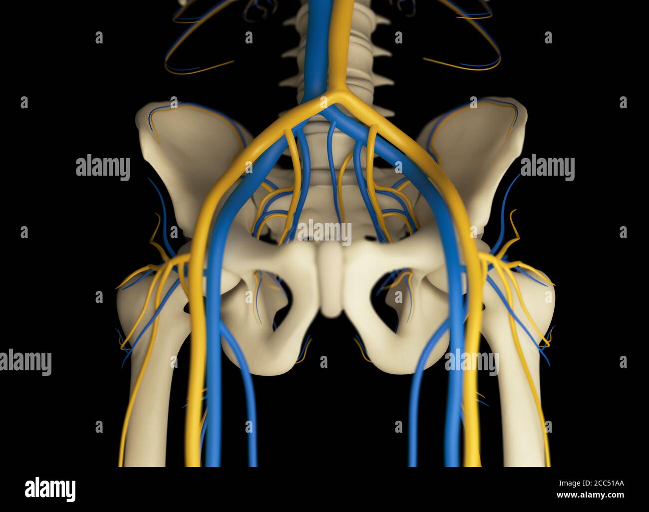 Menschliche Anatomie Skelett Becken Knochen Gefäßsystem, 3d ...