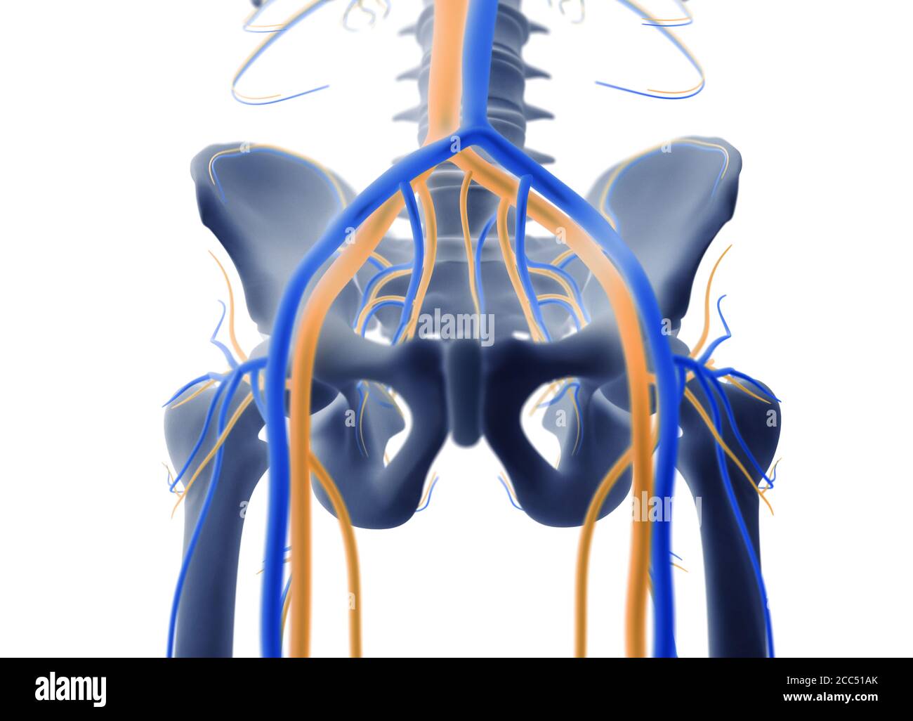 Anatomische zeichnung becken -Fotos und -Bildmaterial in hoher ...