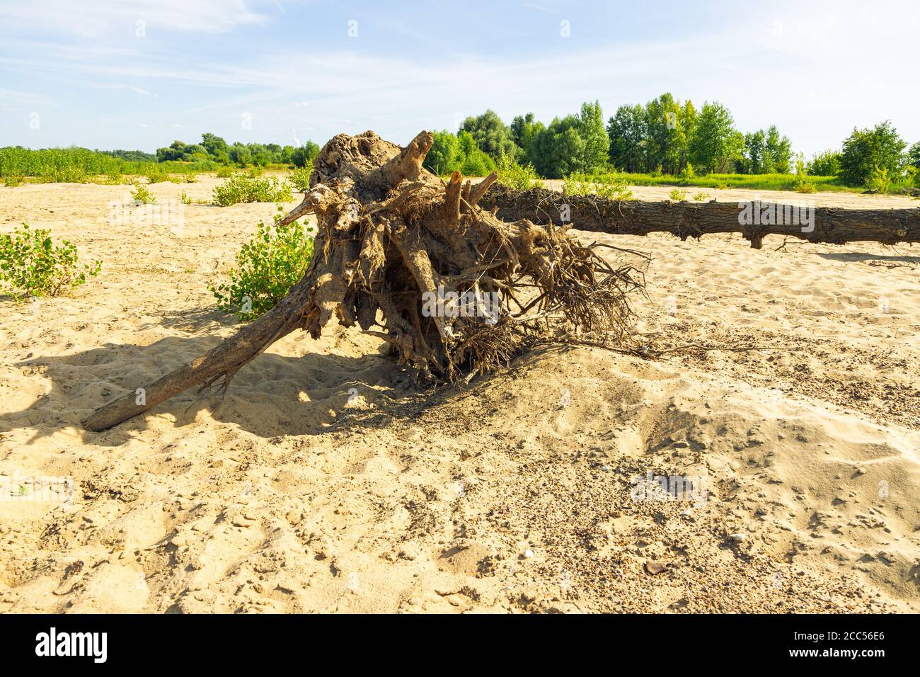 Old Dead Tree Lying On Fotos Und Bildmaterial In Hoher Auflösung Alamy