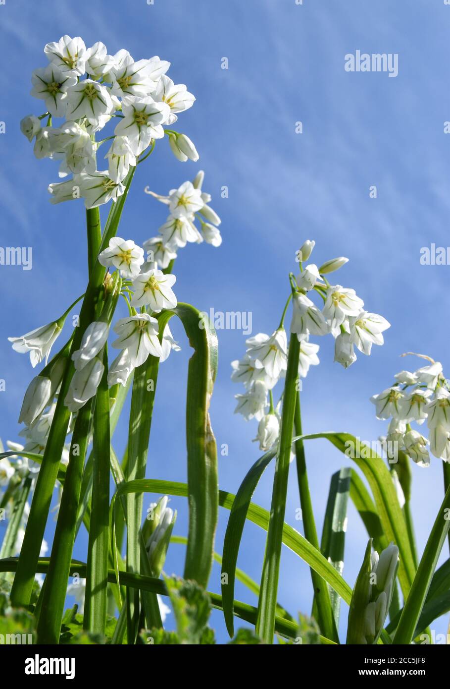 Wilde lauchblumen -Fotos und -Bildmaterial in hoher Auflösung – Alamy