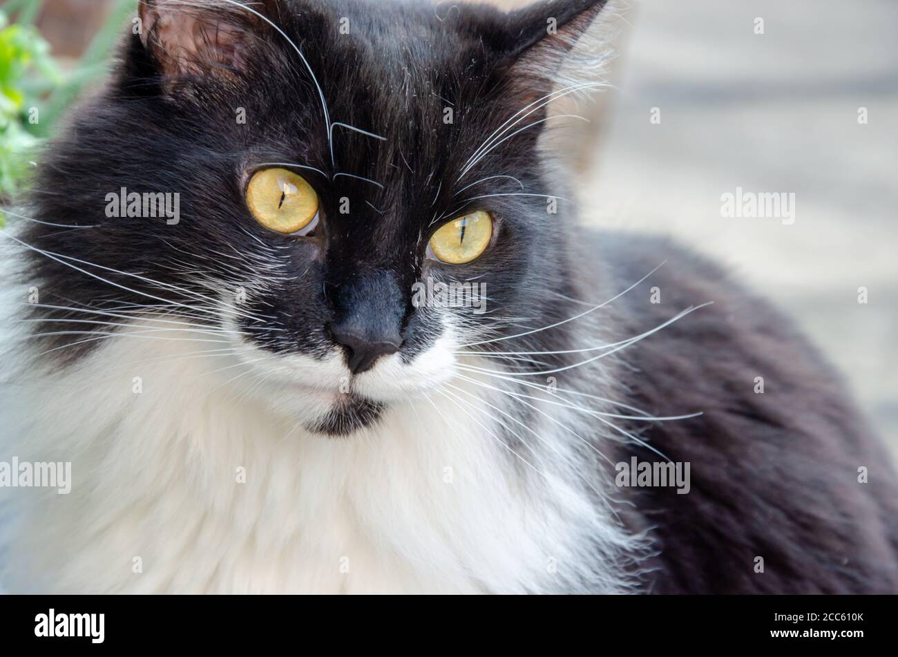 Zwei smokingskatzen -Fotos und -Bildmaterial in hoher Auflösung – Alamy