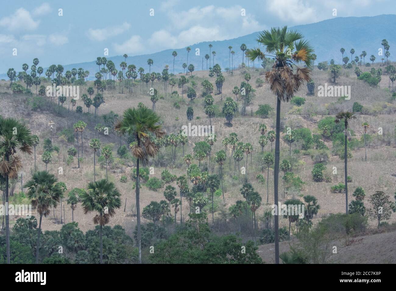 Die Landschaft der Rinca Insel im Komodo Nationalpark, Indonesien. Das ...