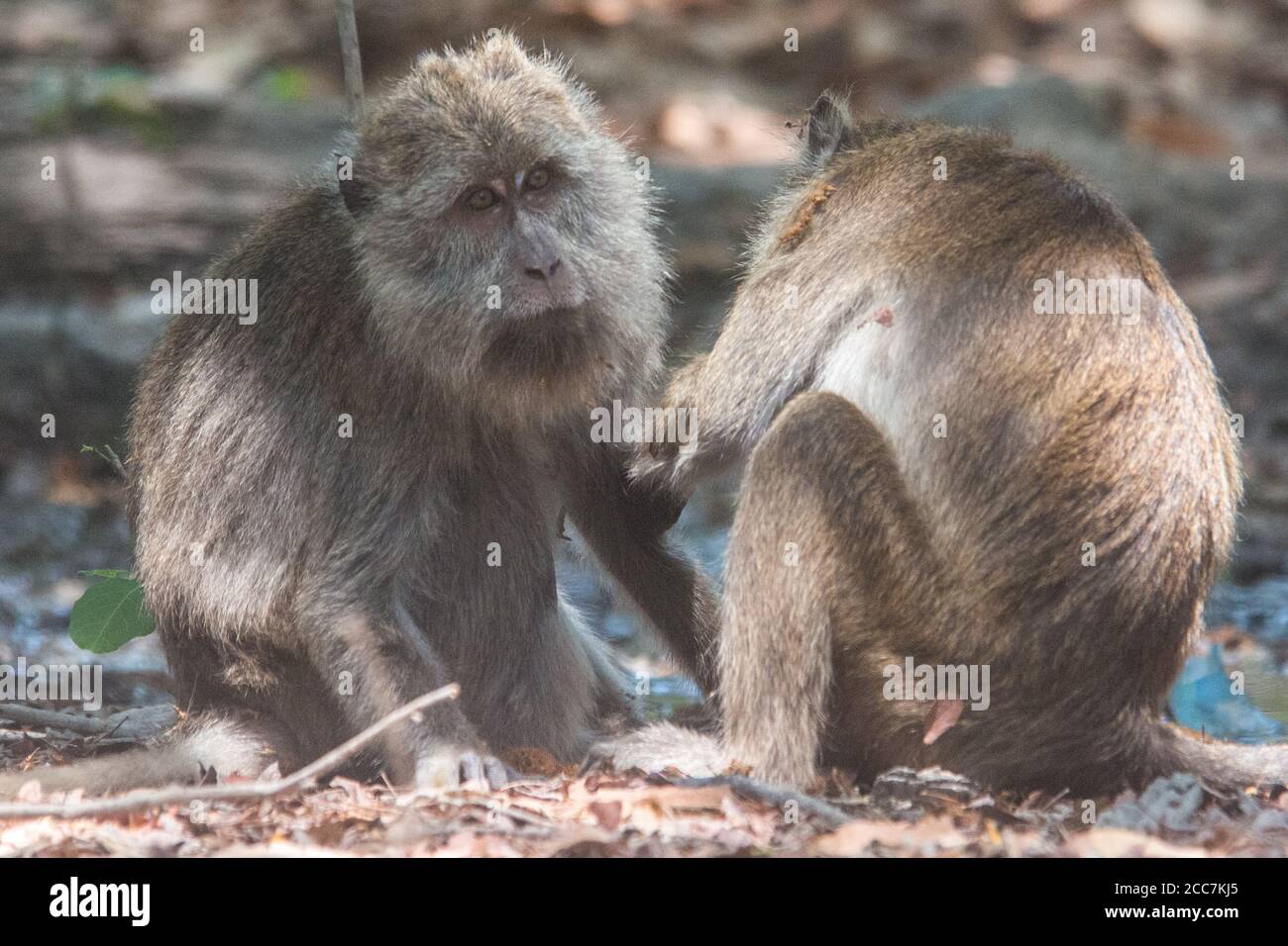 Affen soziale grooming -Fotos und -Bildmaterial in hoher Auflösung – Alamy