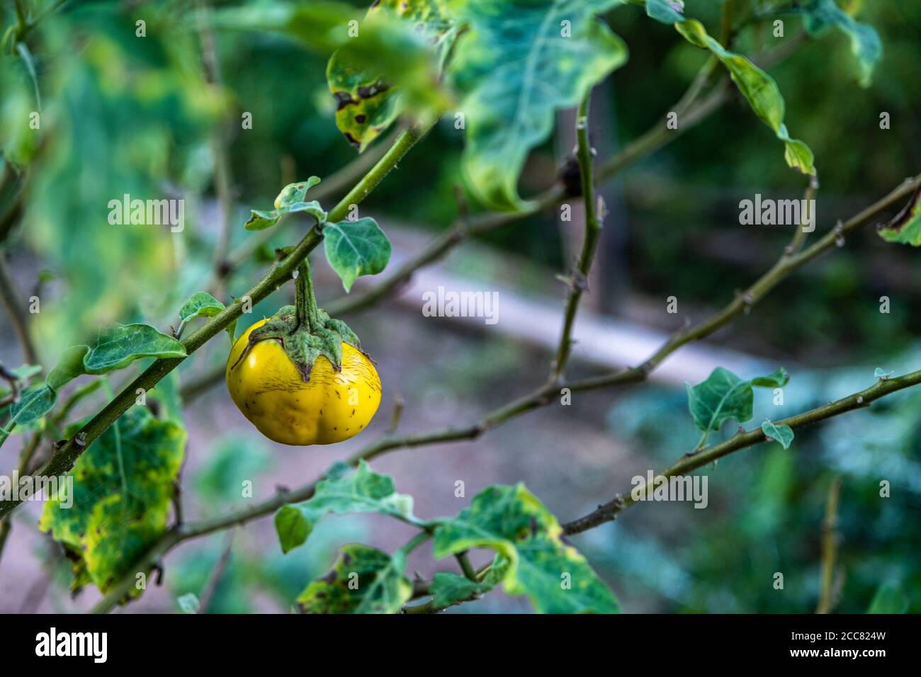 Mini auberginen -Fotos und -Bildmaterial in hoher Auflösung – Alamy