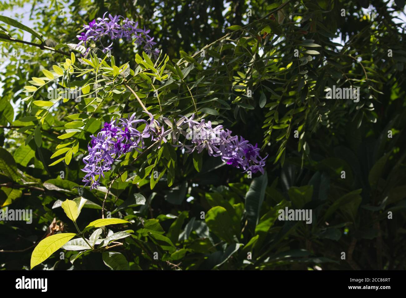 Frische orchidee in freier wildbahn -Fotos und -Bildmaterial in hoher ...