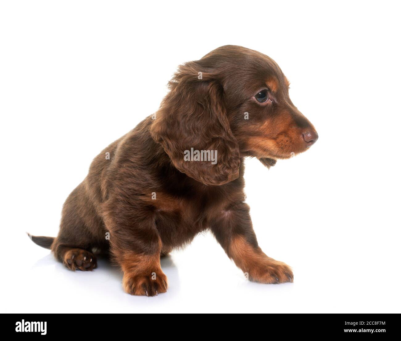 Long hair dachshund -Fotos und -Bildmaterial in hoher Auflösung – Alamy
