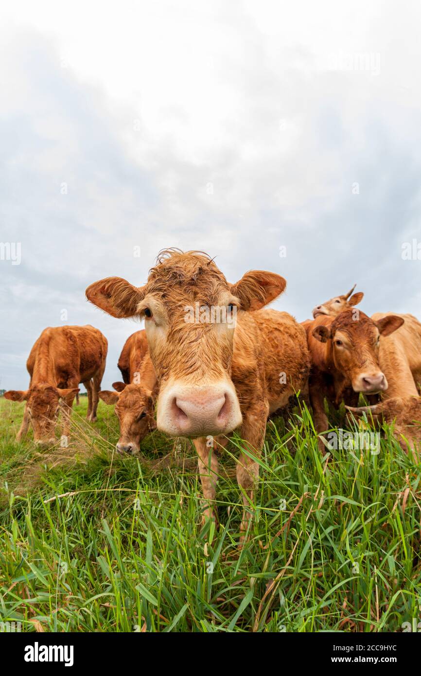 Limousin Rind Stockfotos und -bilder Kaufen - Alamy