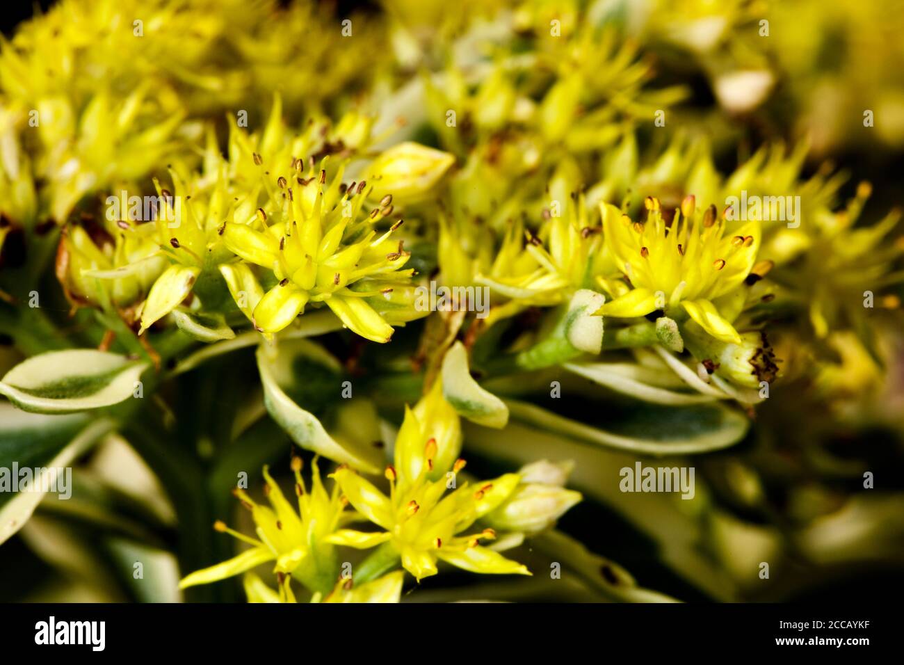 Sedum atlantis -Fotos und -Bildmaterial in hoher Auflösung – Alamy