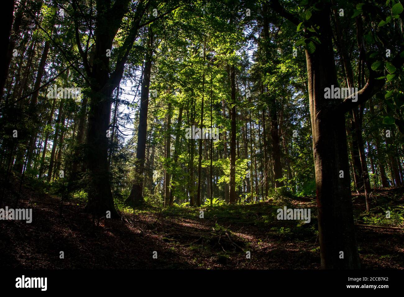 Wald neben dem Ottenstein-Stausee, Kamptal-Seenweg 620, Wandern bei ...