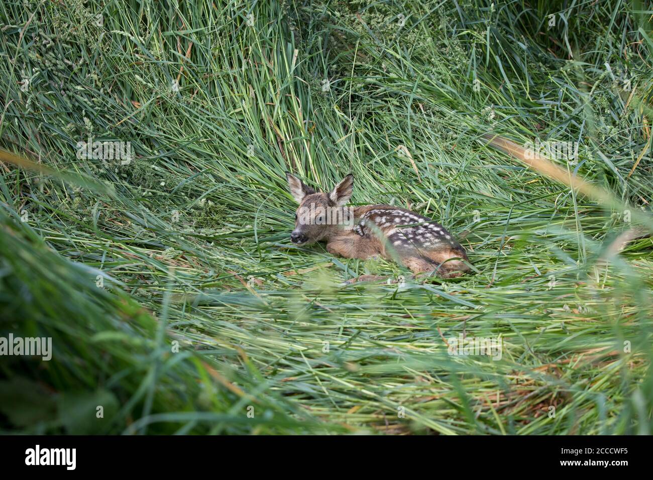 Rekitz Stockfotos und -bilder Kaufen - Alamy
