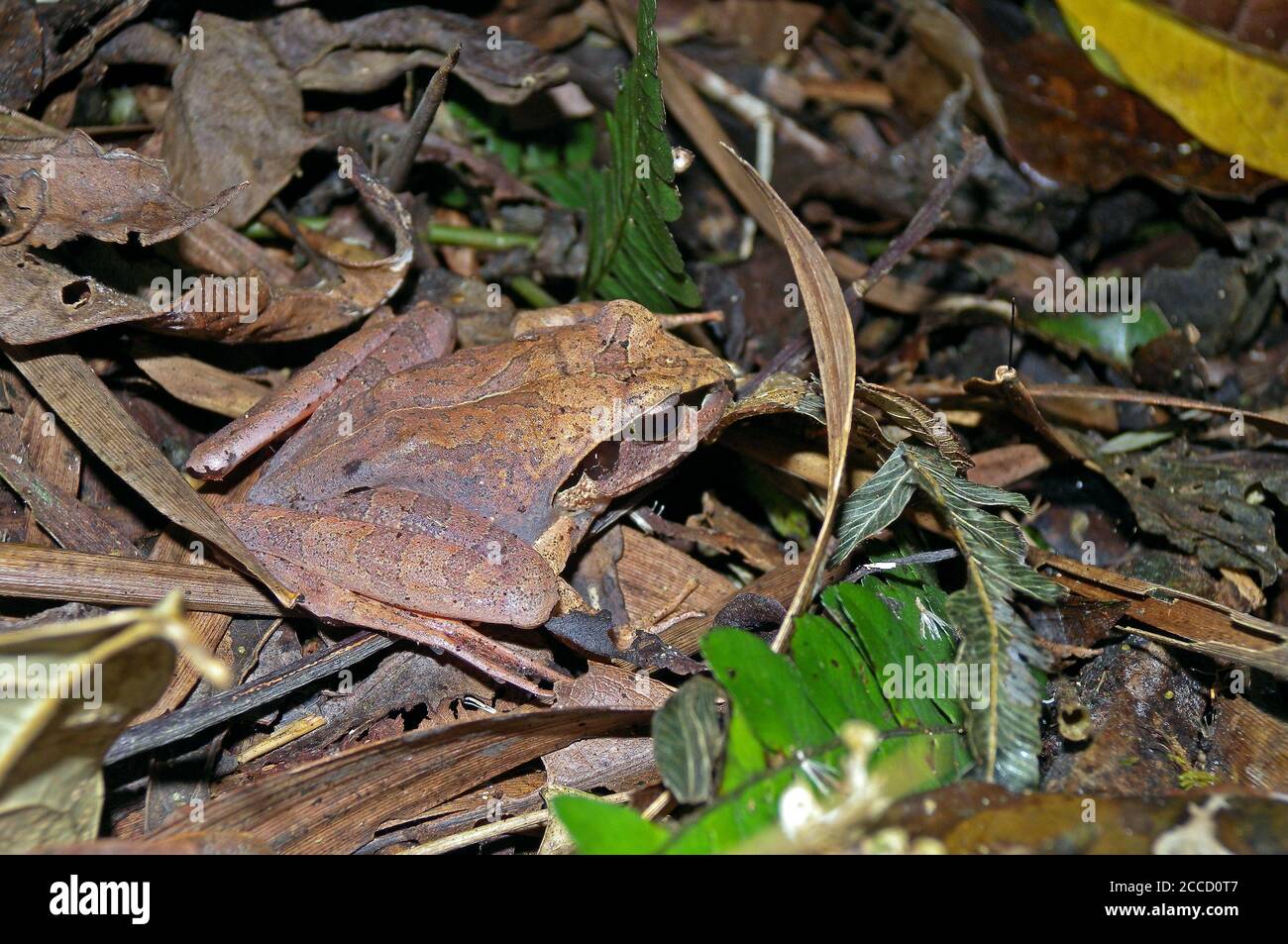Madagaskar springender Frosch (Aglyptodactylus madagascariensis) sitzt ...