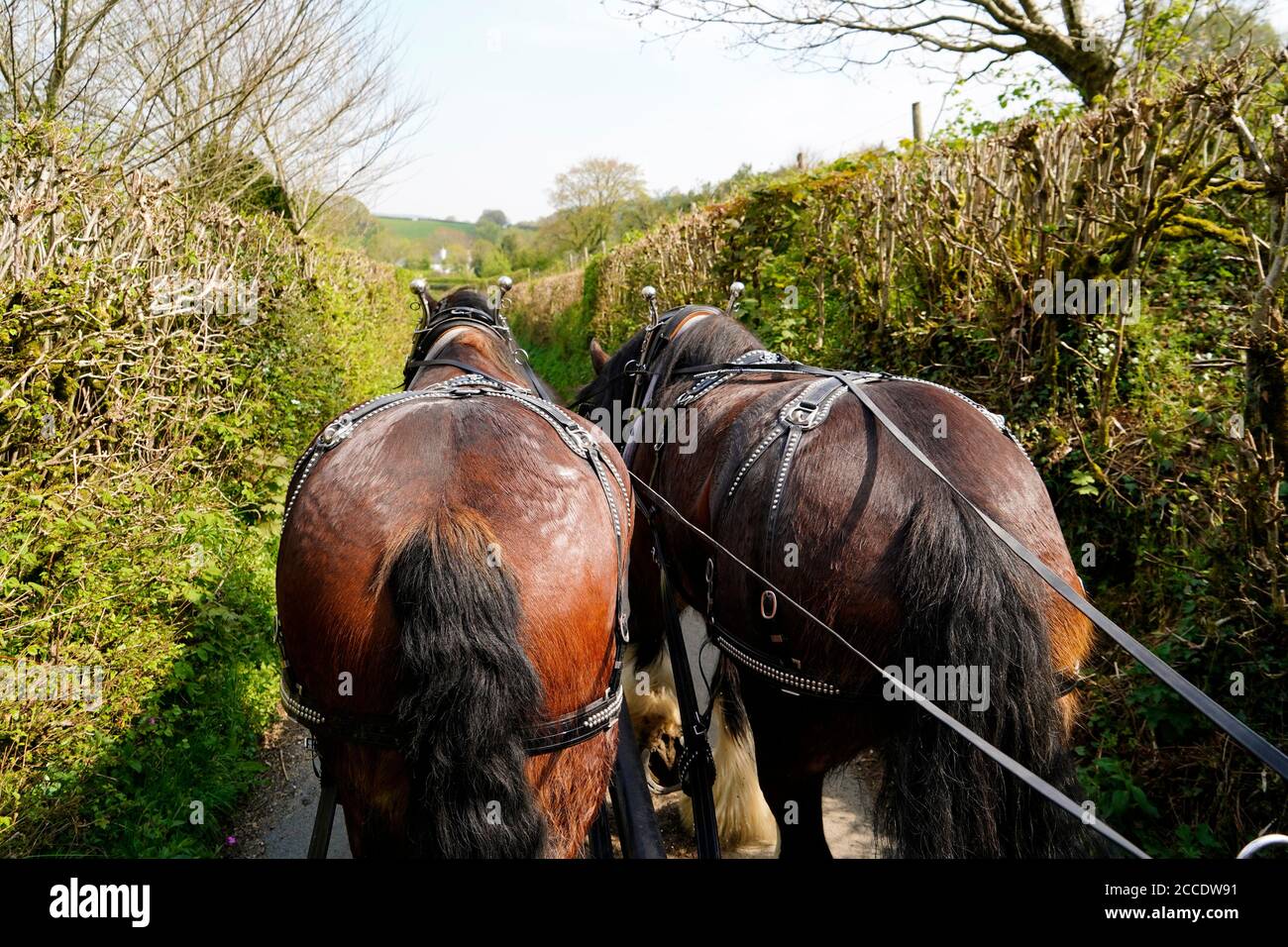Shire pferde, die eine kutsche ziehen -Fotos und -Bildmaterial in hoher ...