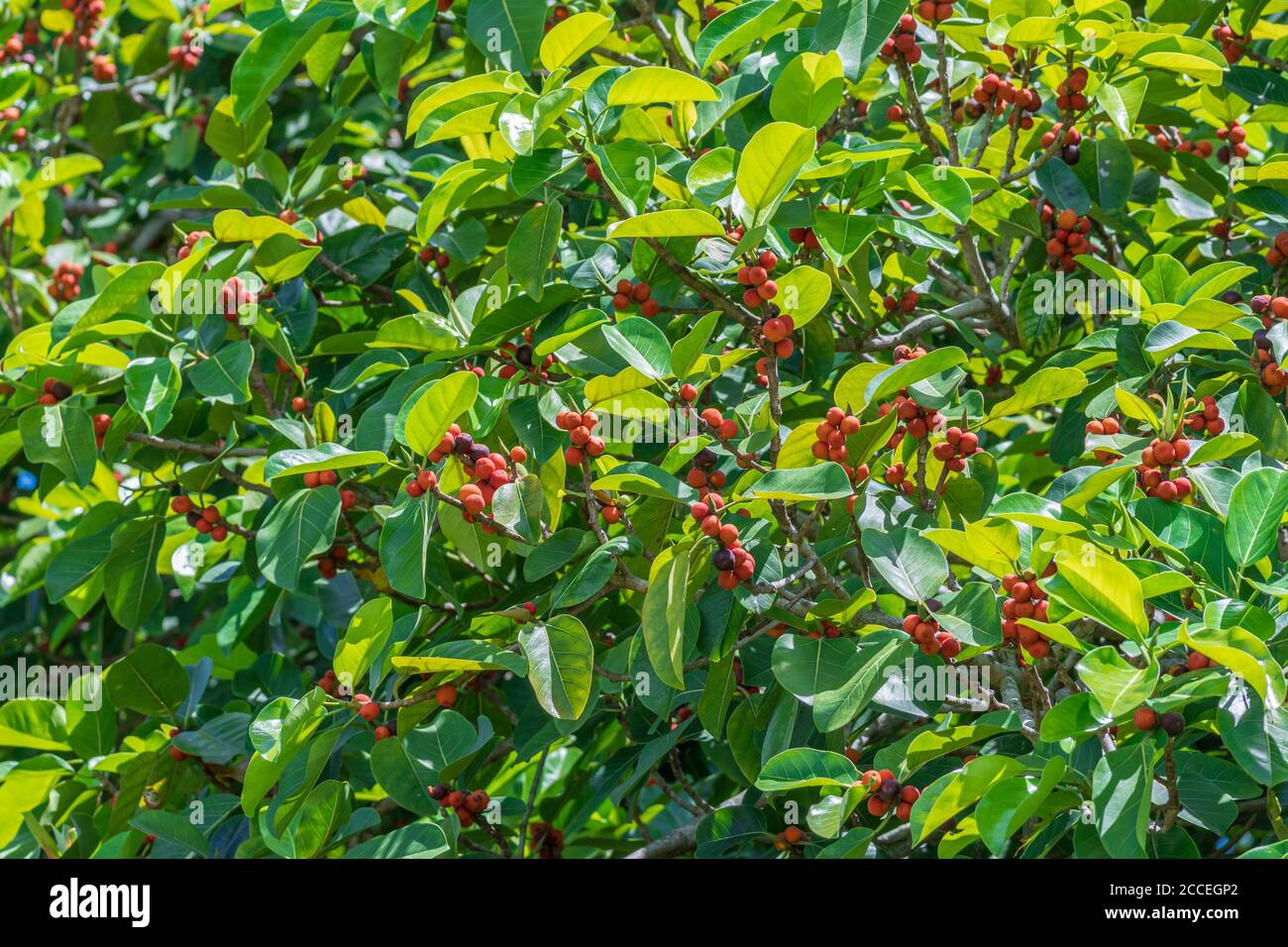 Feigenbaum frucht -Fotos und -Bildmaterial in hoher Auflösung – Alamy