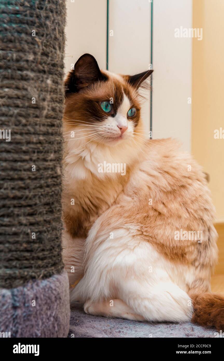 Ragdoll kitty -Fotos und -Bildmaterial in hoher Auflösung – Alamy