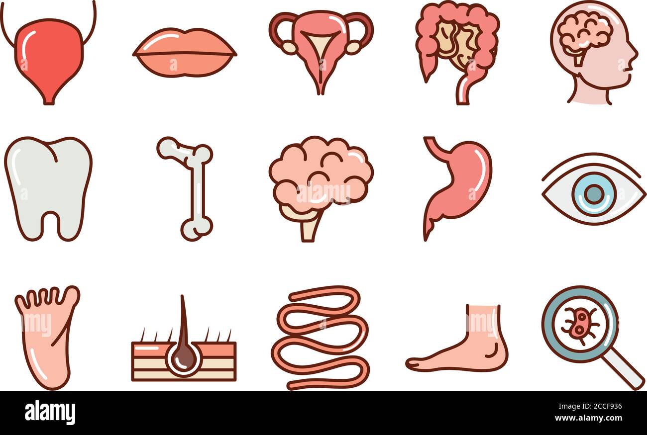 Menschlicher Körper Anatomie Organe Gesundheit Symbole Sammlung Linie ...