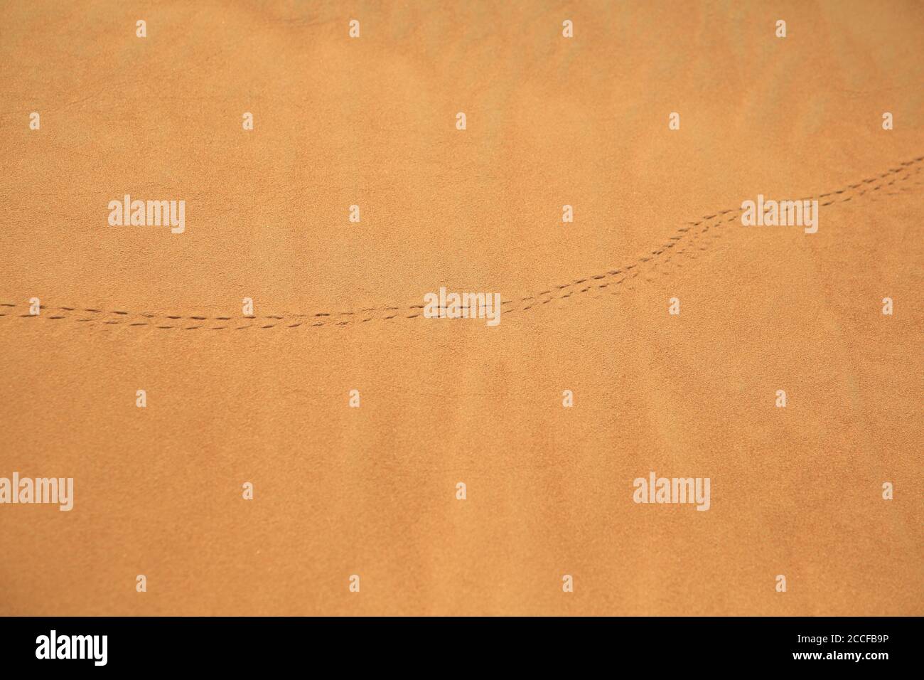 Spuren im sand -Fotos und -Bildmaterial in hoher Auflösung – Alamy