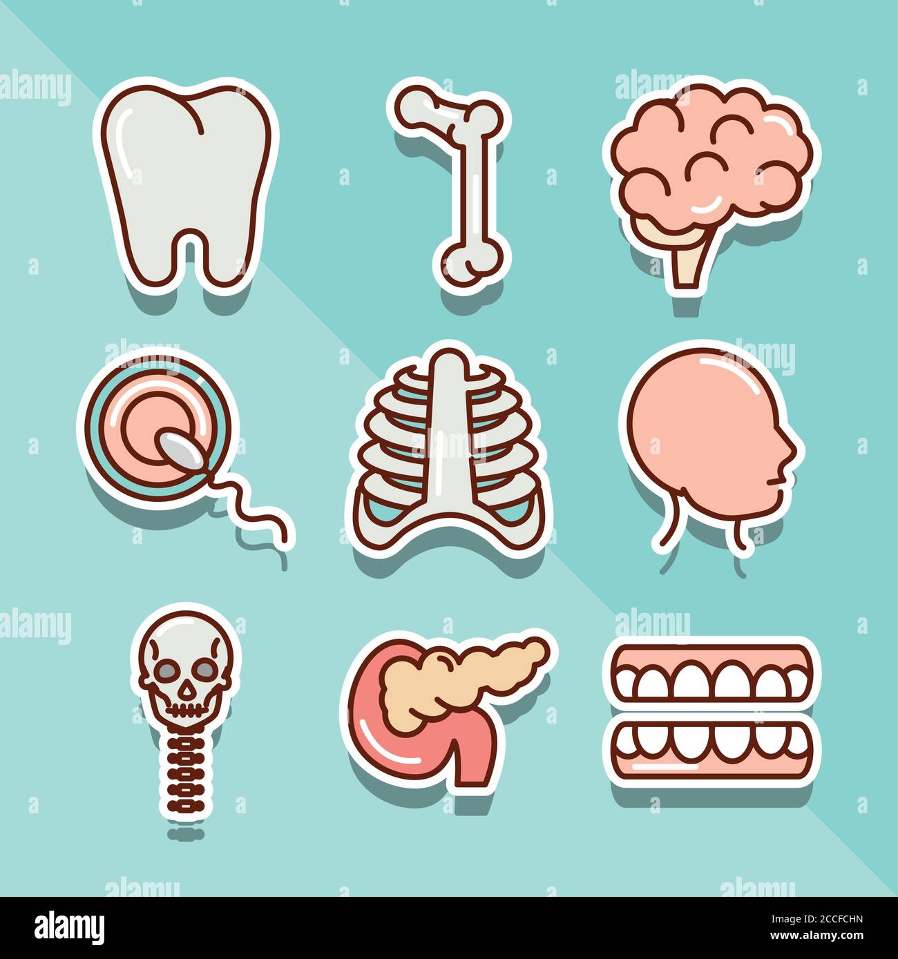 Menschlicher Körper Anatomie Organe Gesundheit Symbole Sammlung Linie ...