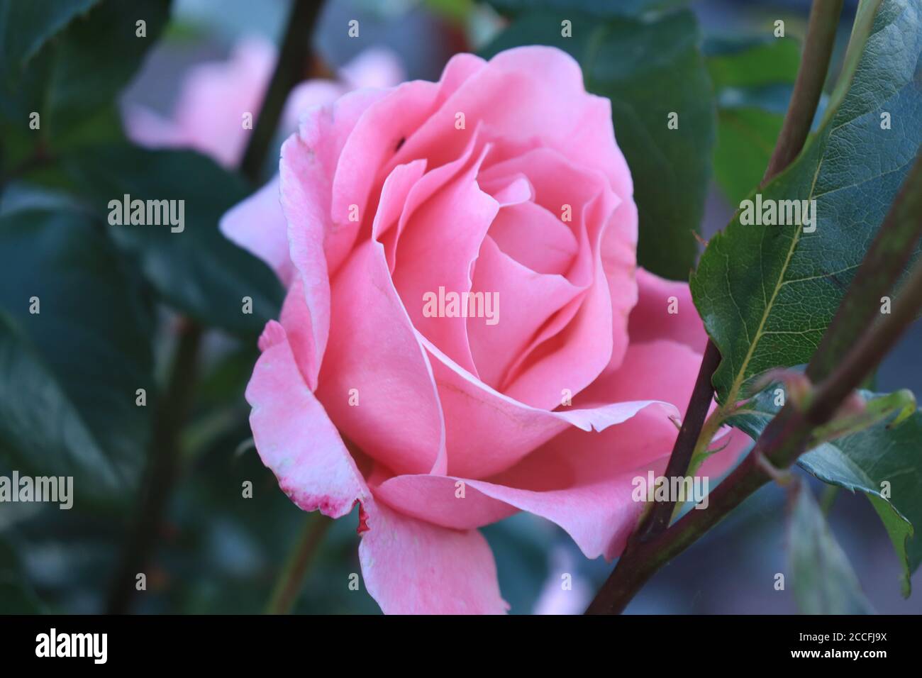 Hybrid varieties -Fotos und -Bildmaterial in hoher Auflösung – Alamy