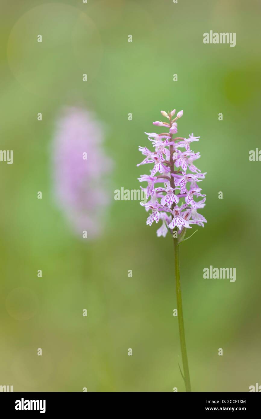 Wilde orchidee -Fotos und -Bildmaterial in hoher Auflösung – Alamy