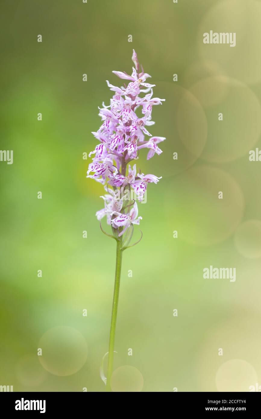 Wilde orchidee -Fotos und -Bildmaterial in hoher Auflösung – Alamy