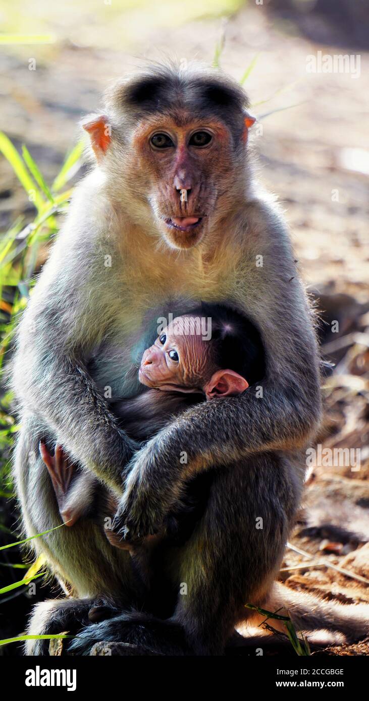 Barbara schöne jung -Fotos und -Bildmaterial in hoher Auflösung – Alamy